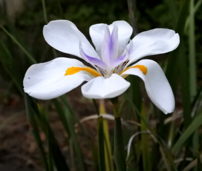White African Iris Fortnight Lily (Dietes iridioides) 1 Live Plant ...