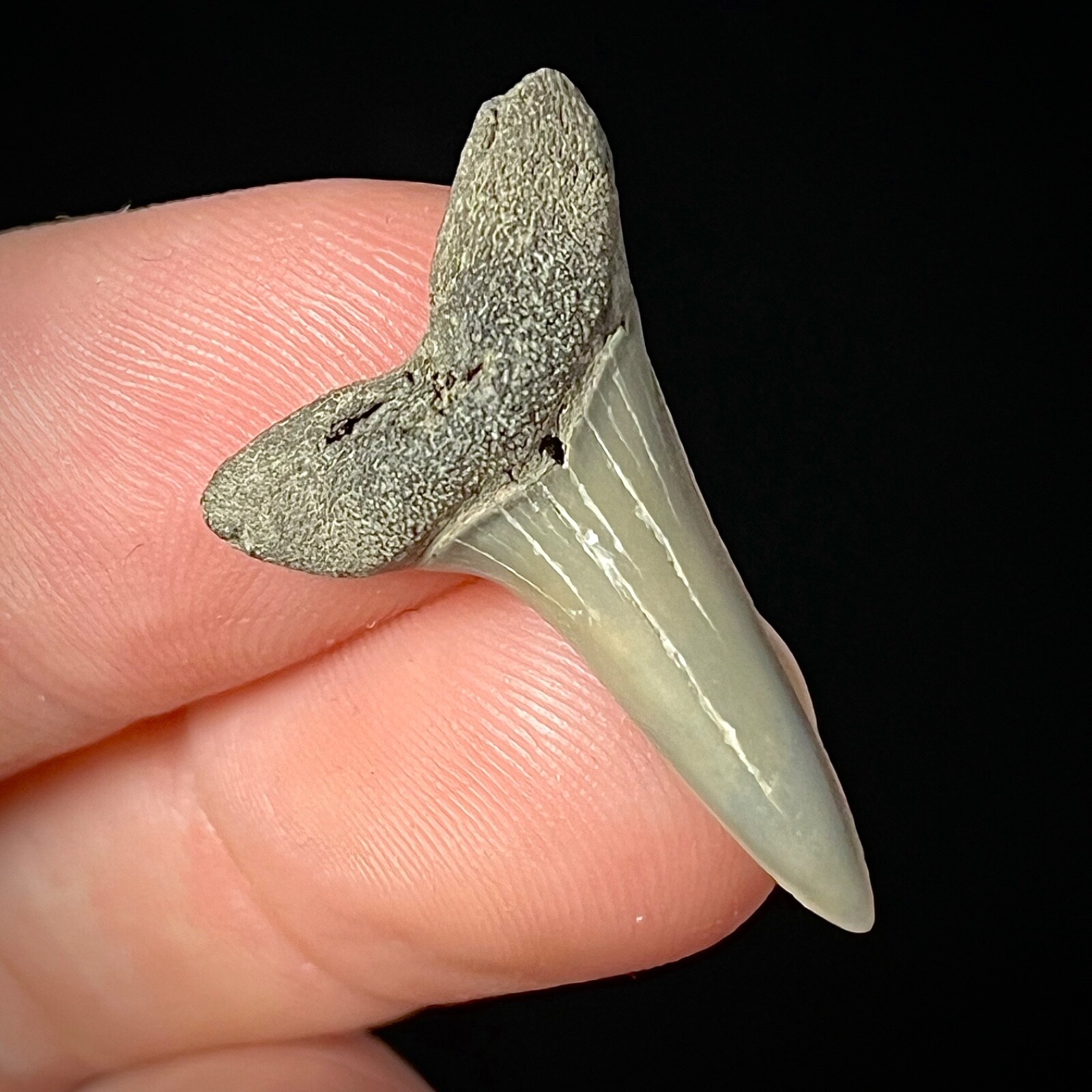 Extinct Shortfin Mako Shark Tooth (Isurus desori) 1.13" Real Fossil ...
