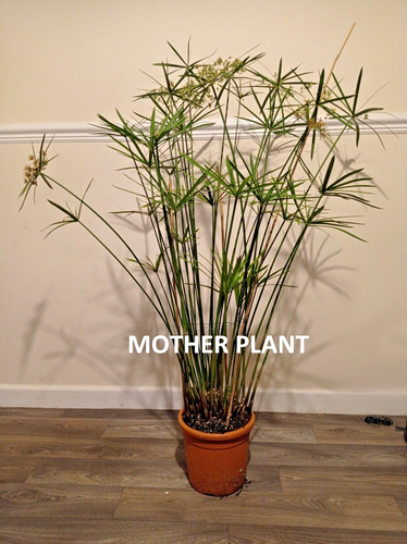 Cyperus Alternifolius Papyrus Papirus Umbrella Cibora indoor outdoor ...