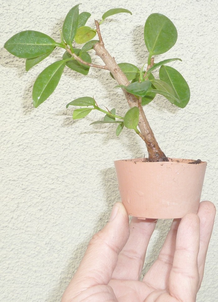 Green Island Ficus microcarpa Pre Bonsai Dwarf Mame | eBay