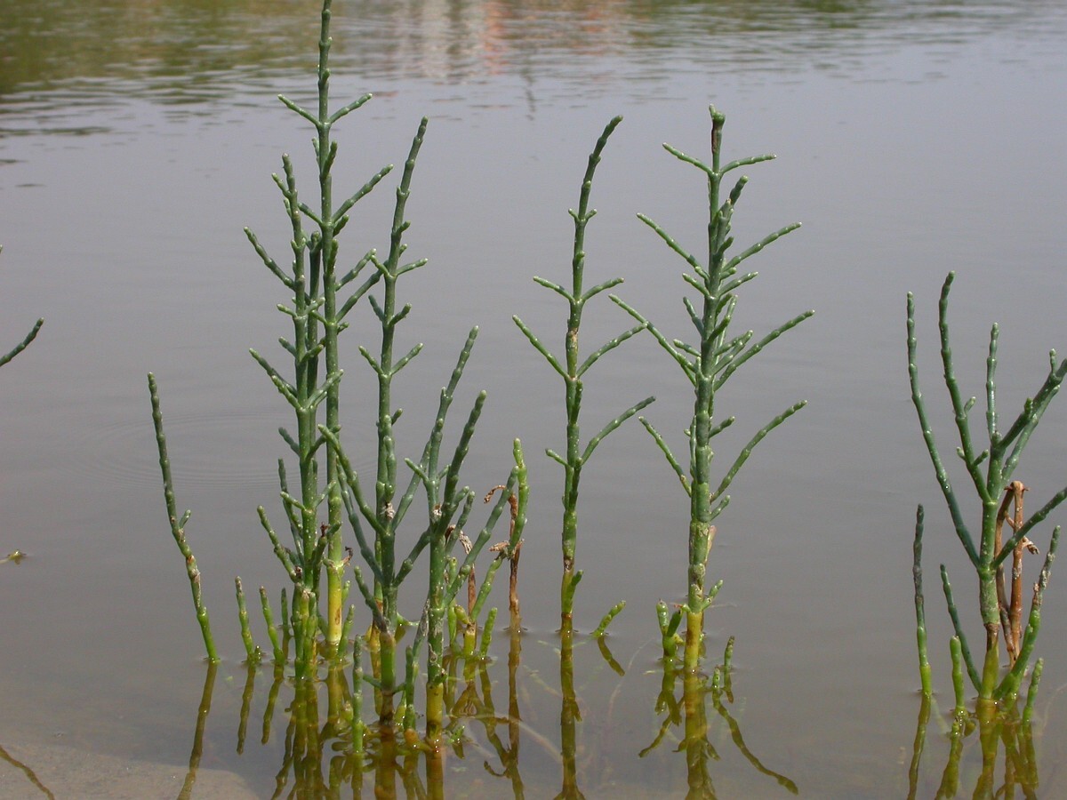 Salicornia europaea seeds Sarcocornia fruticosa glasswort pickleweed ...