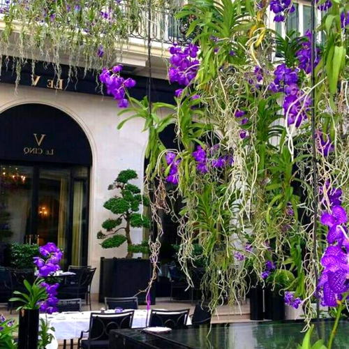 Vanda Pots Plastic Floating Flower Garden Orchid Wall Indoor Plants ...