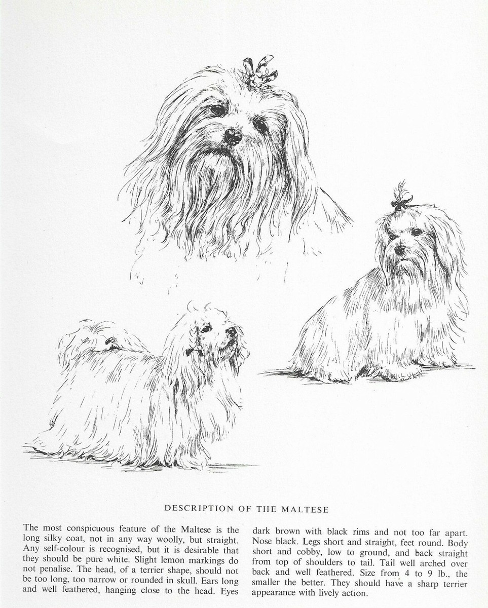 Maltese Dog Coloring Pages Page 2 | Maltese Dog Black White Images