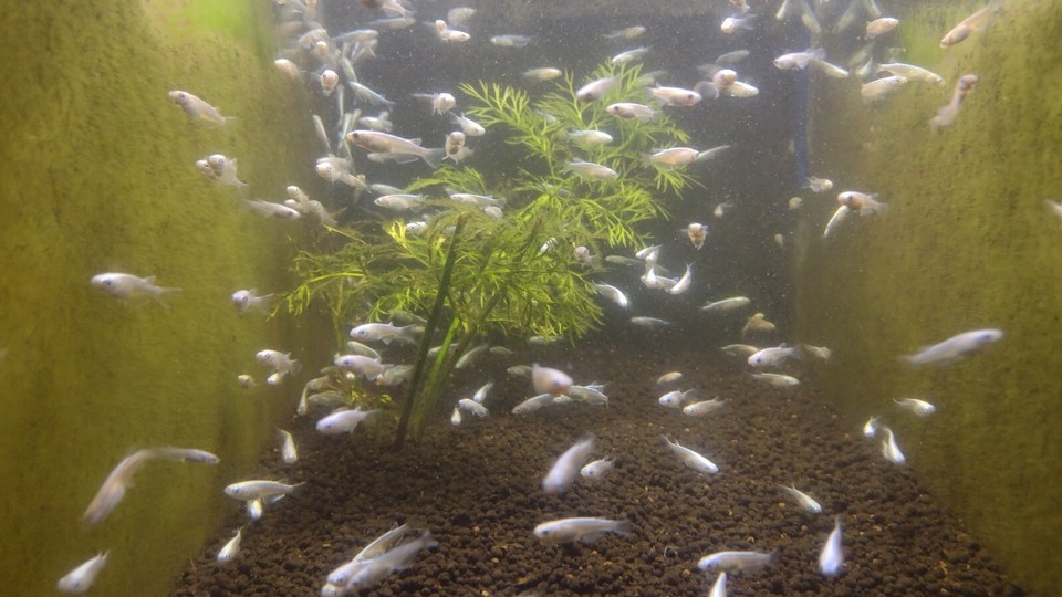 8 Platinum White Japanese Medaka Rice Fish - Homebred - Easy & Hardy | eBay