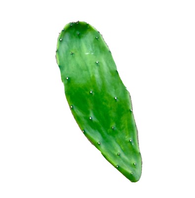 Spineless Edible Nopales Prickly Pear Cactus| Nopalea cochinellifera 4 ...