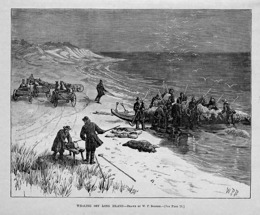 Whaling Harpoon Drawing