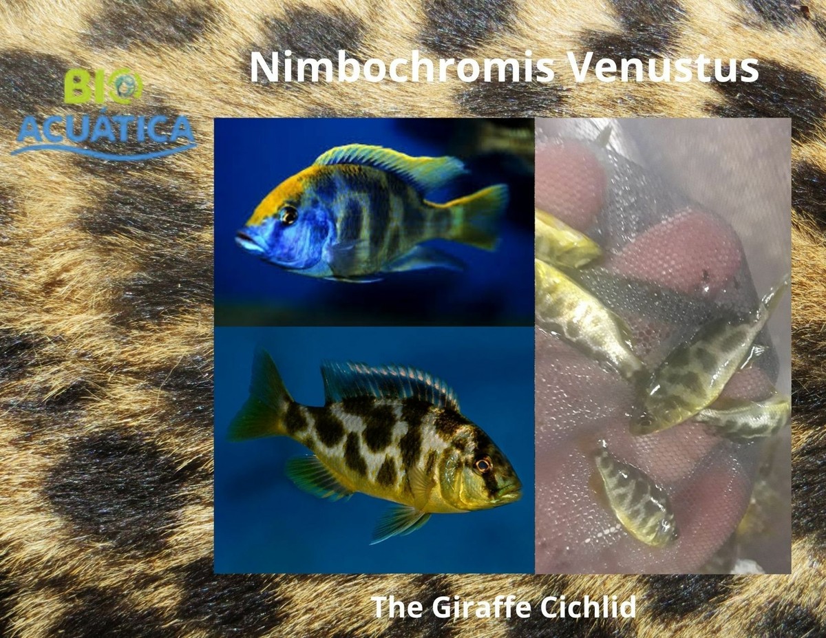 Venustus Cichlid Nimbochromis Venustus Aquarium Fish