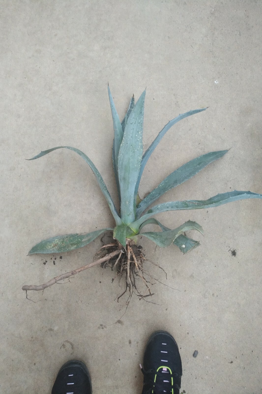 Blue Century Plant Agave Americana. *** Large Live Plant*** | eBay