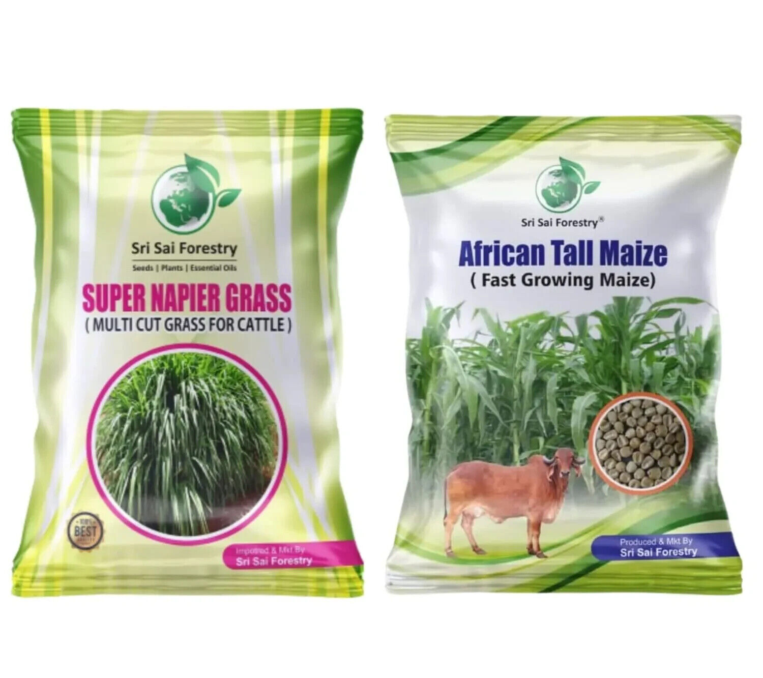 African Tall Maize Fodder Seebs - 250G - Makka for Cow | eBay