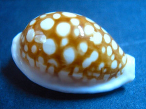 Bluewater Coast Marine Specimens | eBay Stores