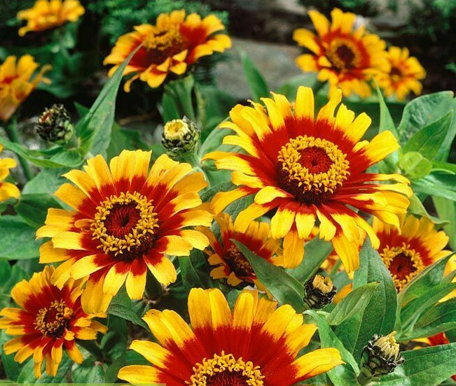 Sombrero Zinnia Seeds | Garden Sombrero Mexican Daisy Zinnias Flower ...