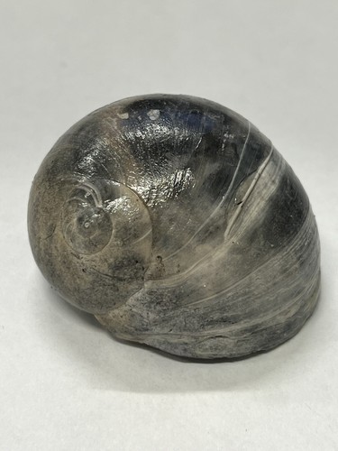 RARE Fossilized MOON SNAIL Shell From Central Florida - Pliocene Era ...