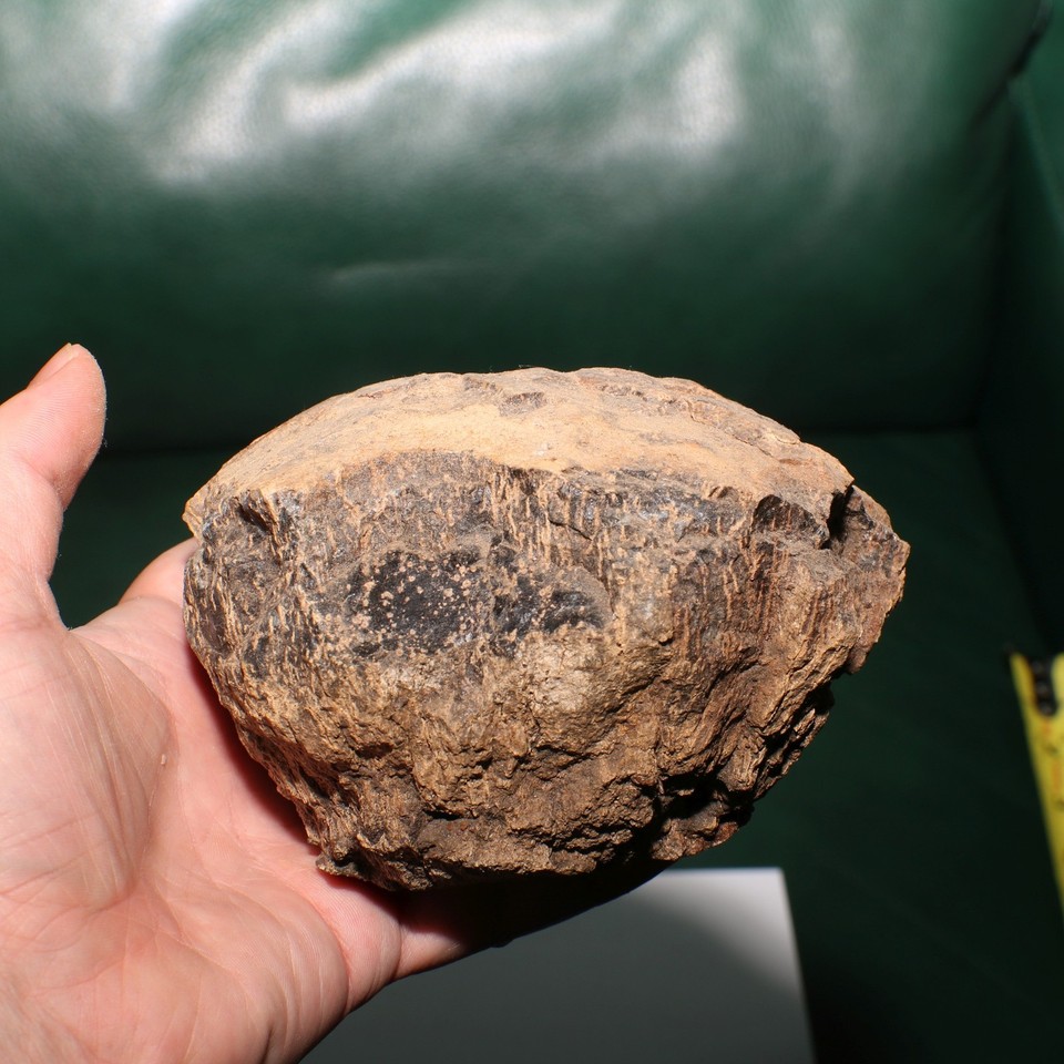 Pachycephalosaurus Skull Dome - Dinosaur Fossil Hell Creek Formation ...