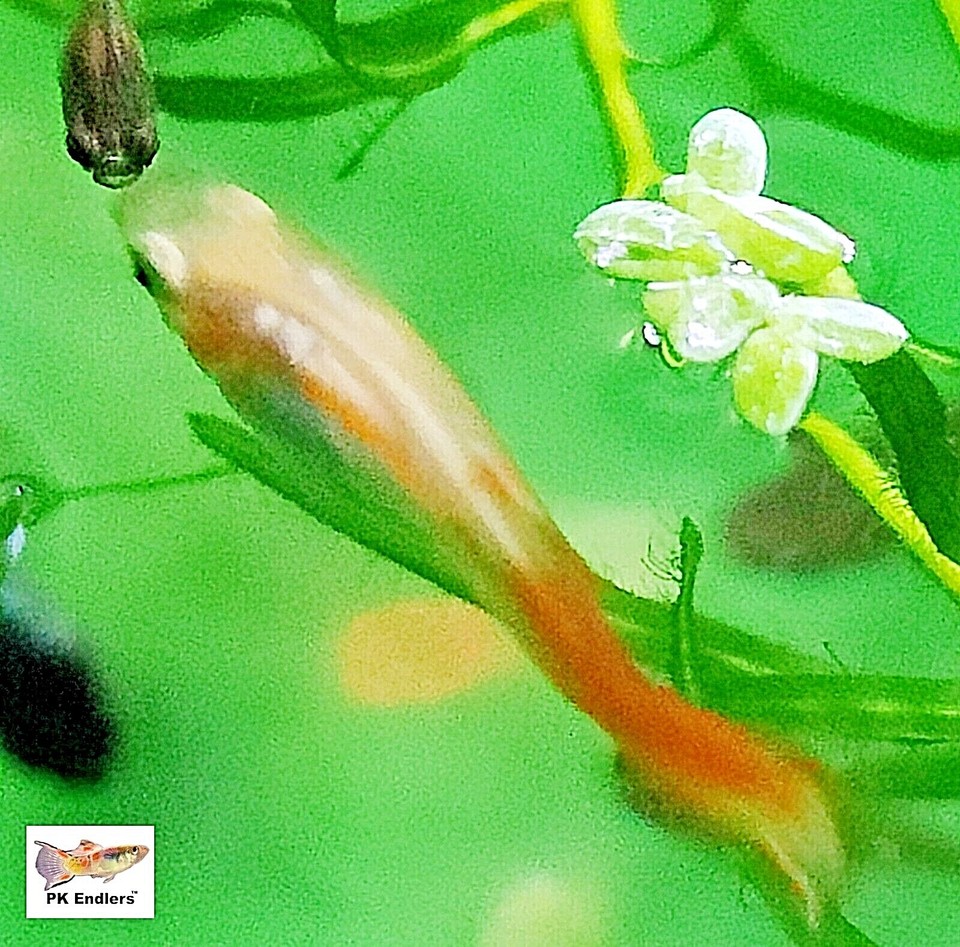 PK Endlers Fancy Guppy/Endlers Hybrids - CHOOSE OPTIONS | eBay