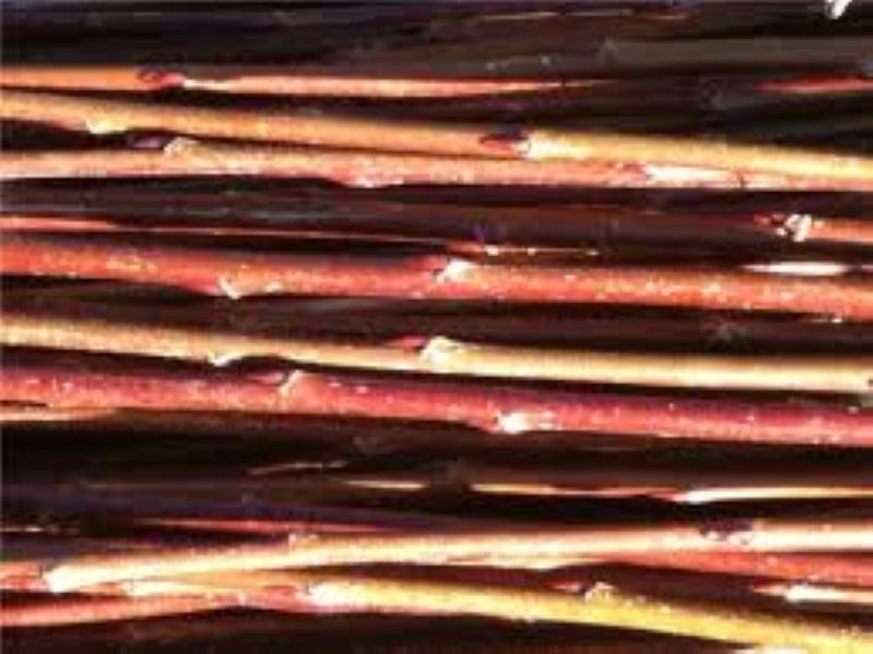 100 x willow cuttings. Salix Alba Fragilis (Flanders Red) (approx 30cm ...