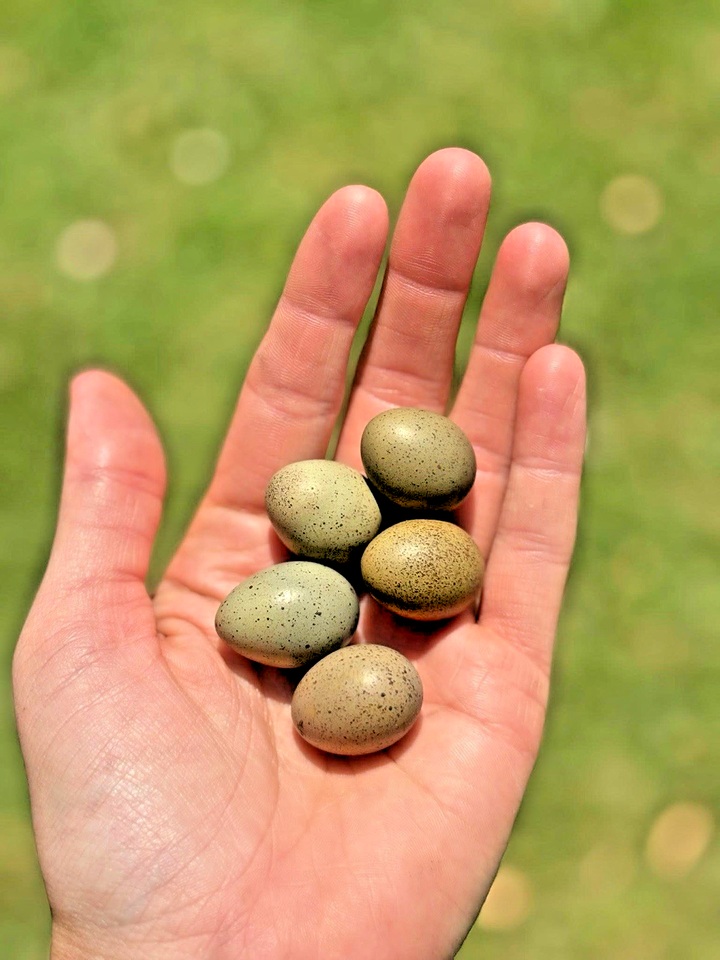 Fertile Button Quail Hatching Eggs – 12+ Rare Mixed Colors – Exotic ...