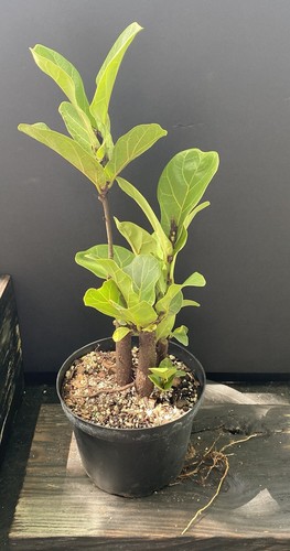 Fiddle leaf fig bonsai material group planting Can be indoors Ficus ...