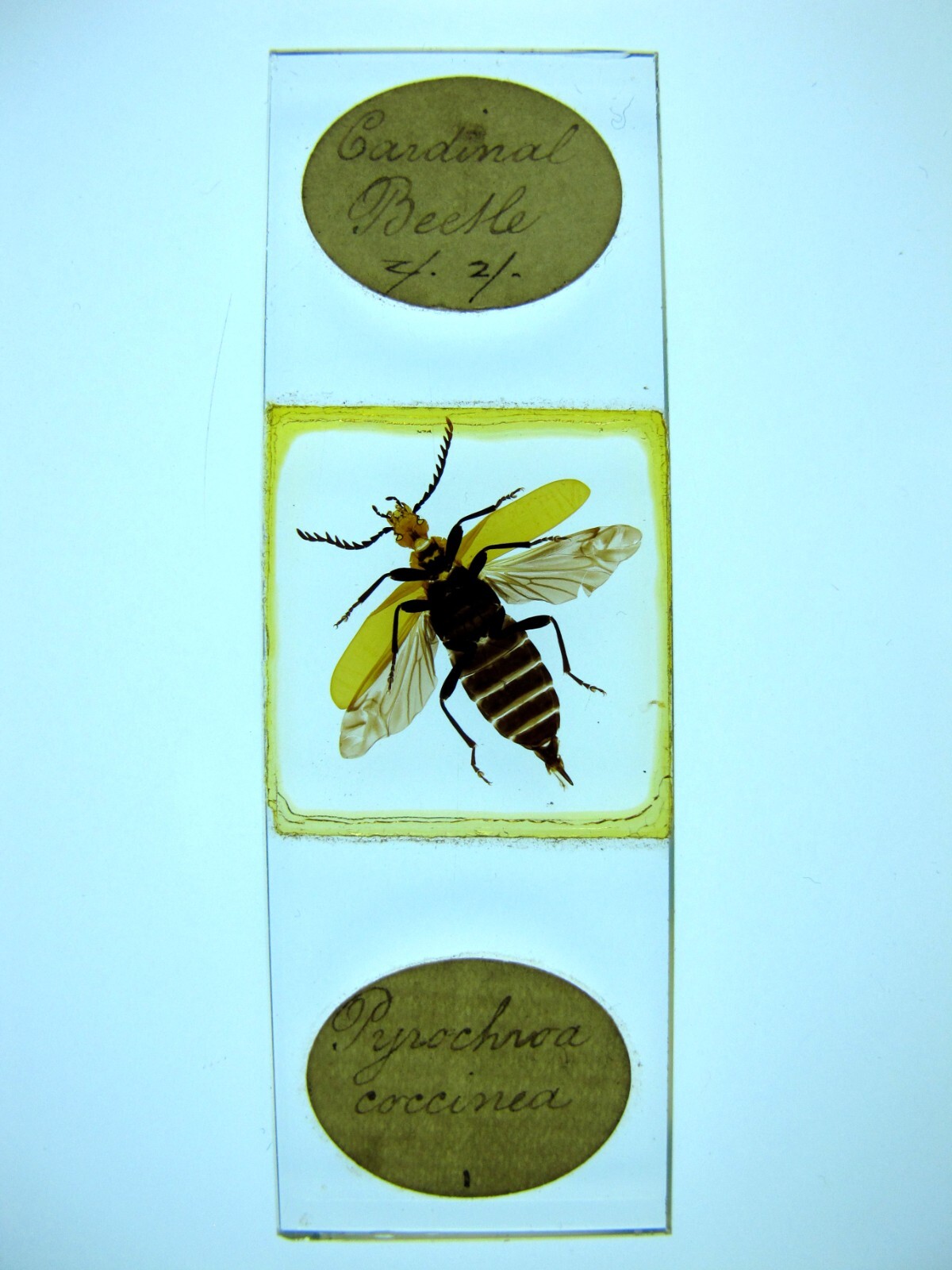 Antique microscope slide. Entire insect. | Grelly UK
