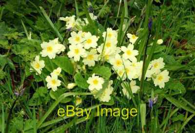 Photo 6x4 Island Reagh Strangford Lough (4) Ballydrain See [[776330 ...