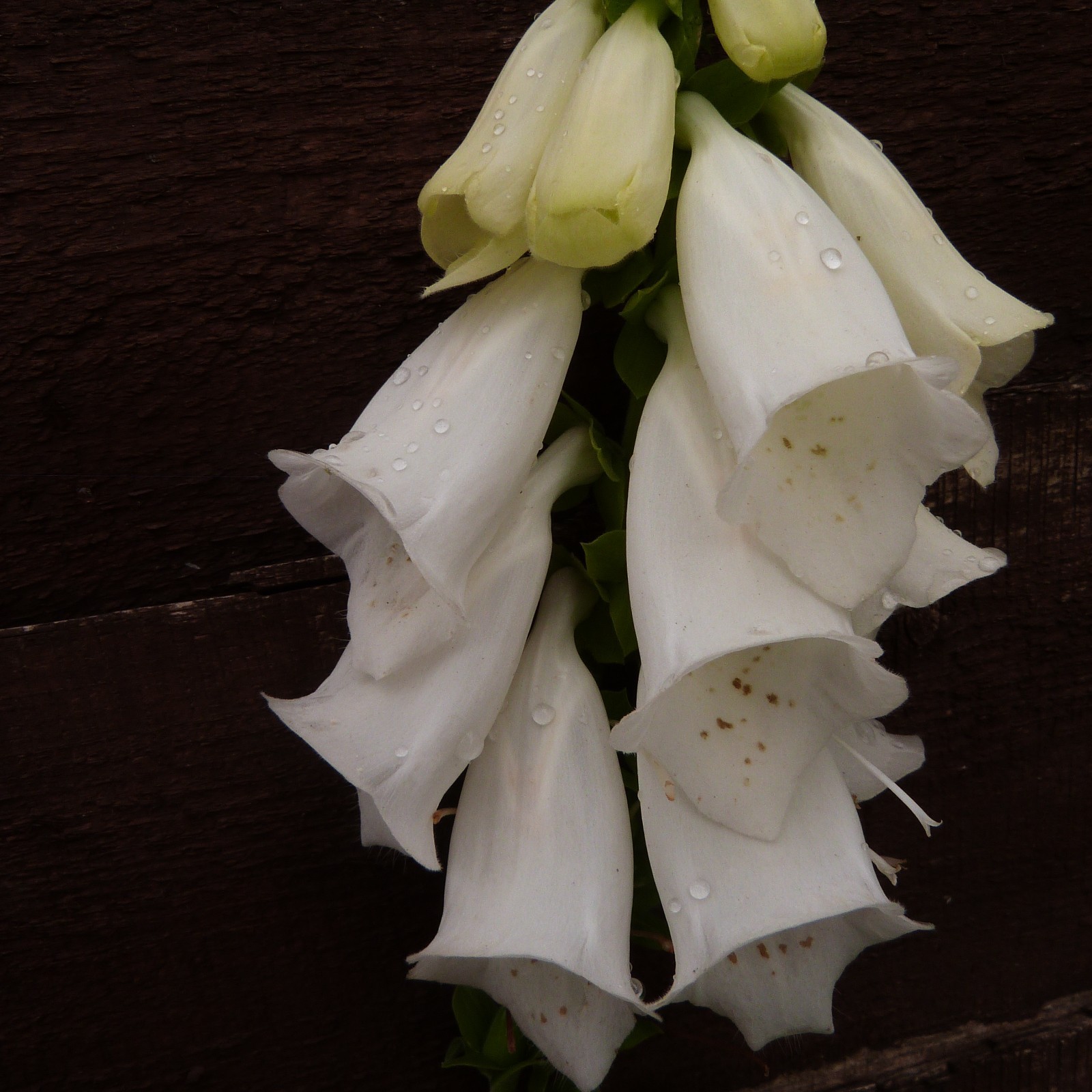 FOXGLOVE DIGITALIS HYBRIDA SEEDS - MIXED HYBRIDS PINK PURPLE WHITE ...