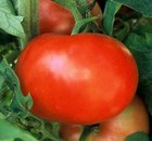 Tomato Supersonic 250 seeds | eBay