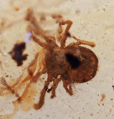 Two Rare Ricinulei (Hooded Tick-Spiders), Fossil inclusion in Burmese ...