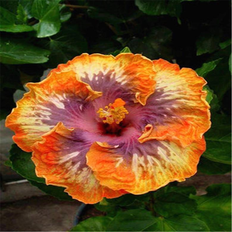 20 EXOTIC RARE HIBISCUS SEEDS for garden flower beds plant bush USA ...