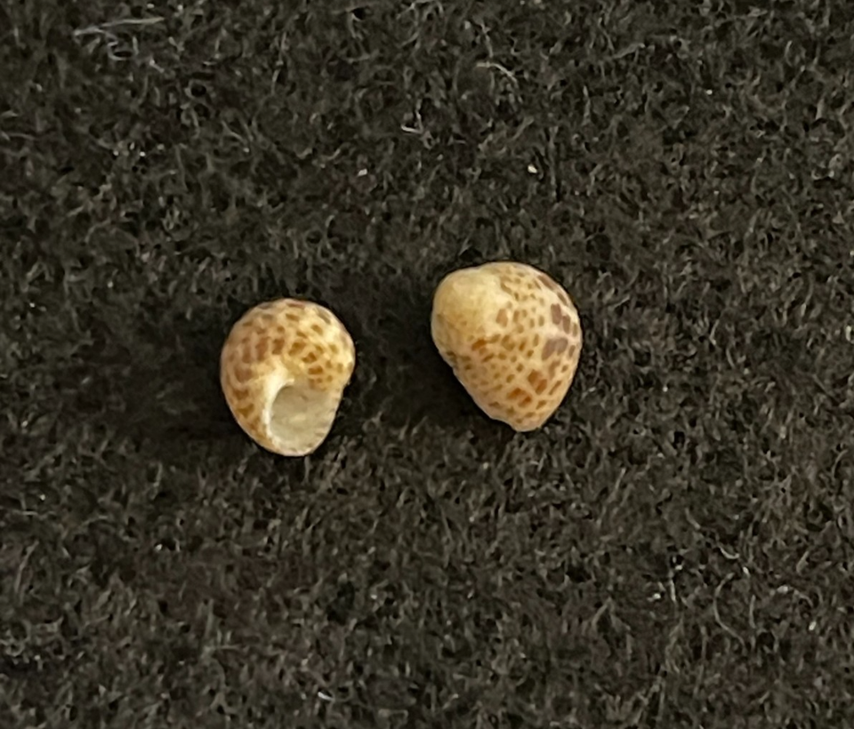 2 Homalopoma verruca Gould each 4 mm Hawaii, USA | eBay