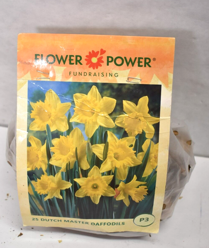 Flower Power Fundraising Dutch Master Daffodils 25 Pack Bulbs P3 Yellow ...