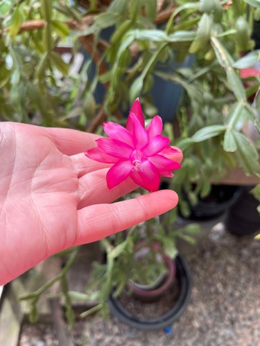 True Christmas Cactus Old Fashioned Pink 3 pc. Per Pot Schlumbergera × ...