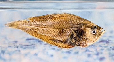 Flounder fish specimen Taxidermy oddity collectible education ocean ...
