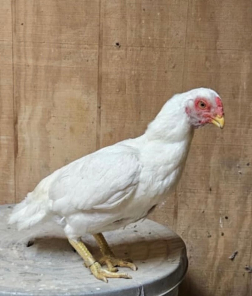6 White Asil ORIENTAL GAMEFOWL Hatching eggs | eBay