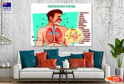 Human Body Organ Systems Vector Wall Canvas Home Decor Australian Made ...