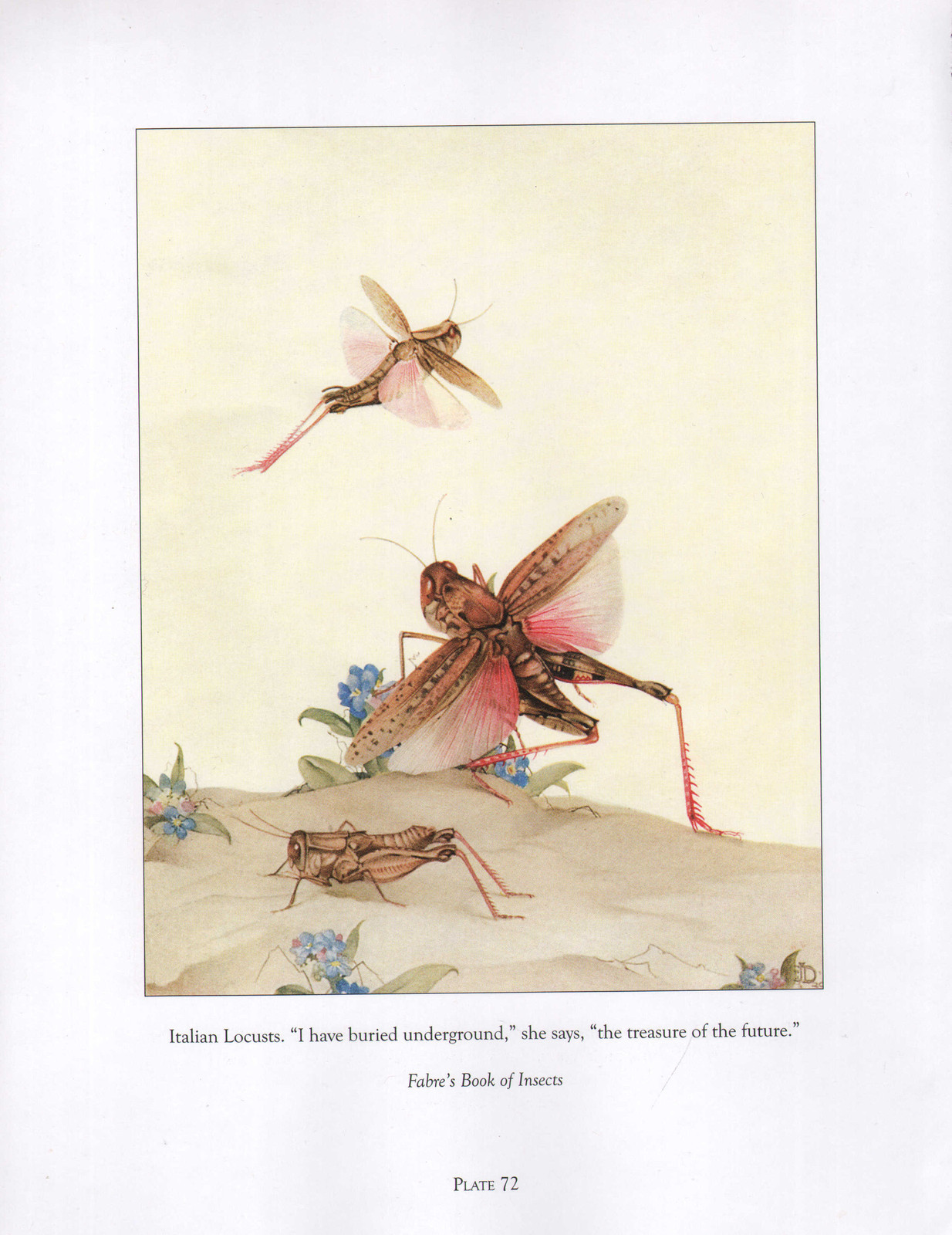 BEAUTIFUL VINTAGE BIRD PRINT ~ ITALIAN LOCUSTS ~ FABRE'S BOOK OF ...