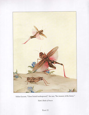 BEAUTIFUL VINTAGE BIRD PRINT ~ ITALIAN LOCUSTS ~ FABRE'S BOOK OF ...