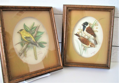 2 Vintage Ornithology 1958 John Murr & PH Gommer Framed Bird Prints ...