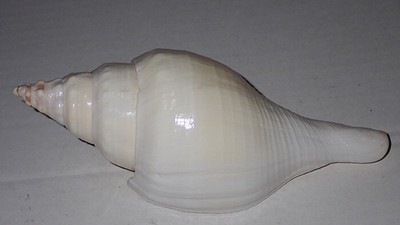 162 mm Turbinella Fusus Seashell Andaman Chank Seashell #AB4 From ...