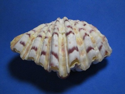 Hippopus hippopus (Linnaeus, 1758) "BEAUTIFUL COLORS!" (112.0mm) | eBay