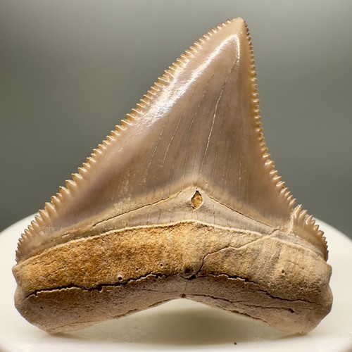 Sharply serrated, colorful 1.70" Fossil CHUBUTENSIS Shark Tooth- Peru ...
