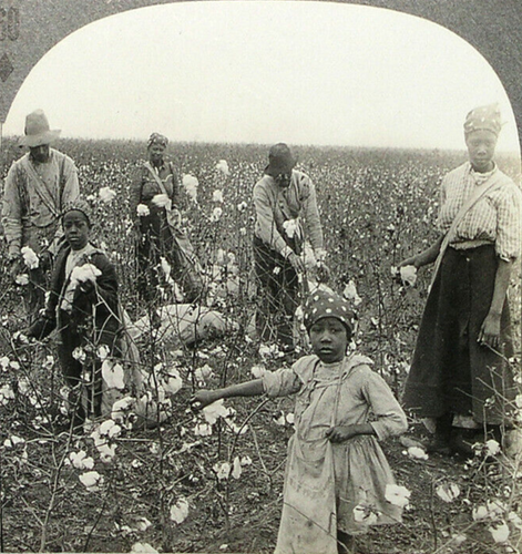 Keystone Stereoview 6 Blacks picking Cotton in Texas From 600/1200 Card ...