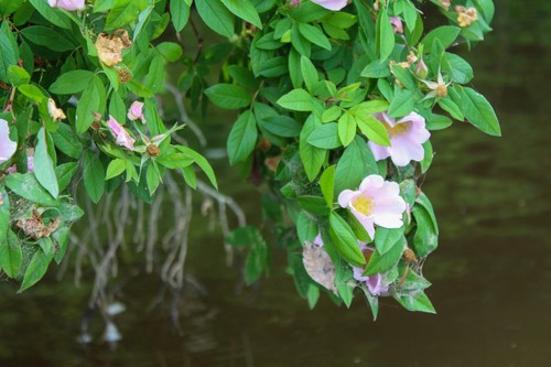 25 PINK SWAMP ROSE Rosa Palustris Flower Shrub Bush Seeds *Flat S/H | eBay