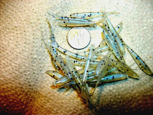 70-1 1/2"-MICRO-CRAPPIE-PANFISH-SOFT MINNOW GRUBS-JIGS-bulk-split tails ...