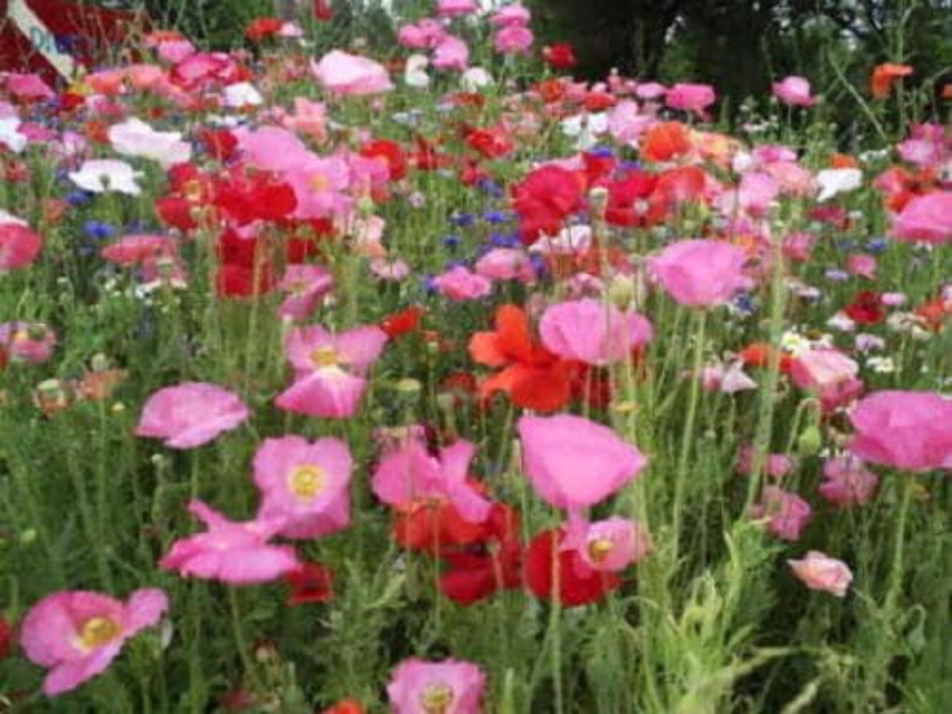 2000 MIXED Colors SHIRLEY POPPY ( aka Corn / Field / Flanders ) Papaver ...