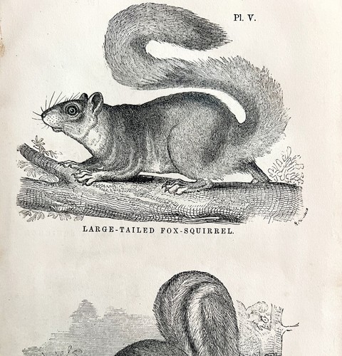 Fox Squirrels Victorian 1856 Animals Art Plate Print Antique Nature DWT15 | eBay