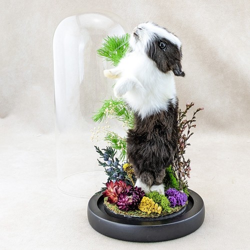 Y21d Baby Domestic Bunny Rabbit Glass Dome display Taxidermy Preserved ...