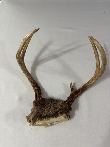 set of 5 point deer horns from South Georgia 7" apart on back tines | eBay