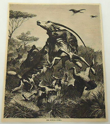 1881 magazine engraving ~ HYENAS KILLING AN ANTELOPE | eBay