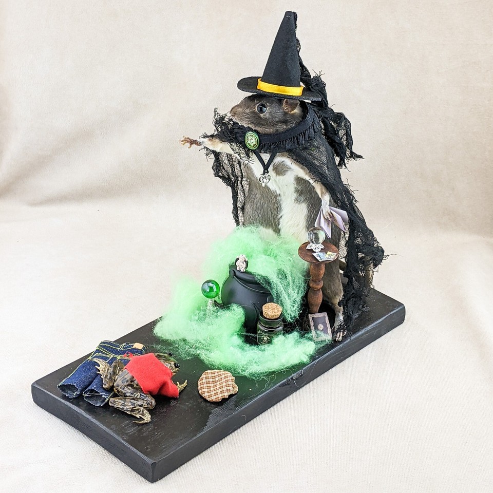 G120 Witch Rat and Frog Prince Cute Taxidermy Oddities Curiosities ...