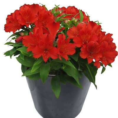 Alstroemeria Inca Fire | eBay