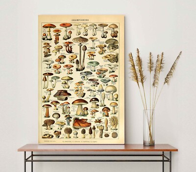 Types of mushrooms Art Wall Decor Vintage canvas or poster educational ...